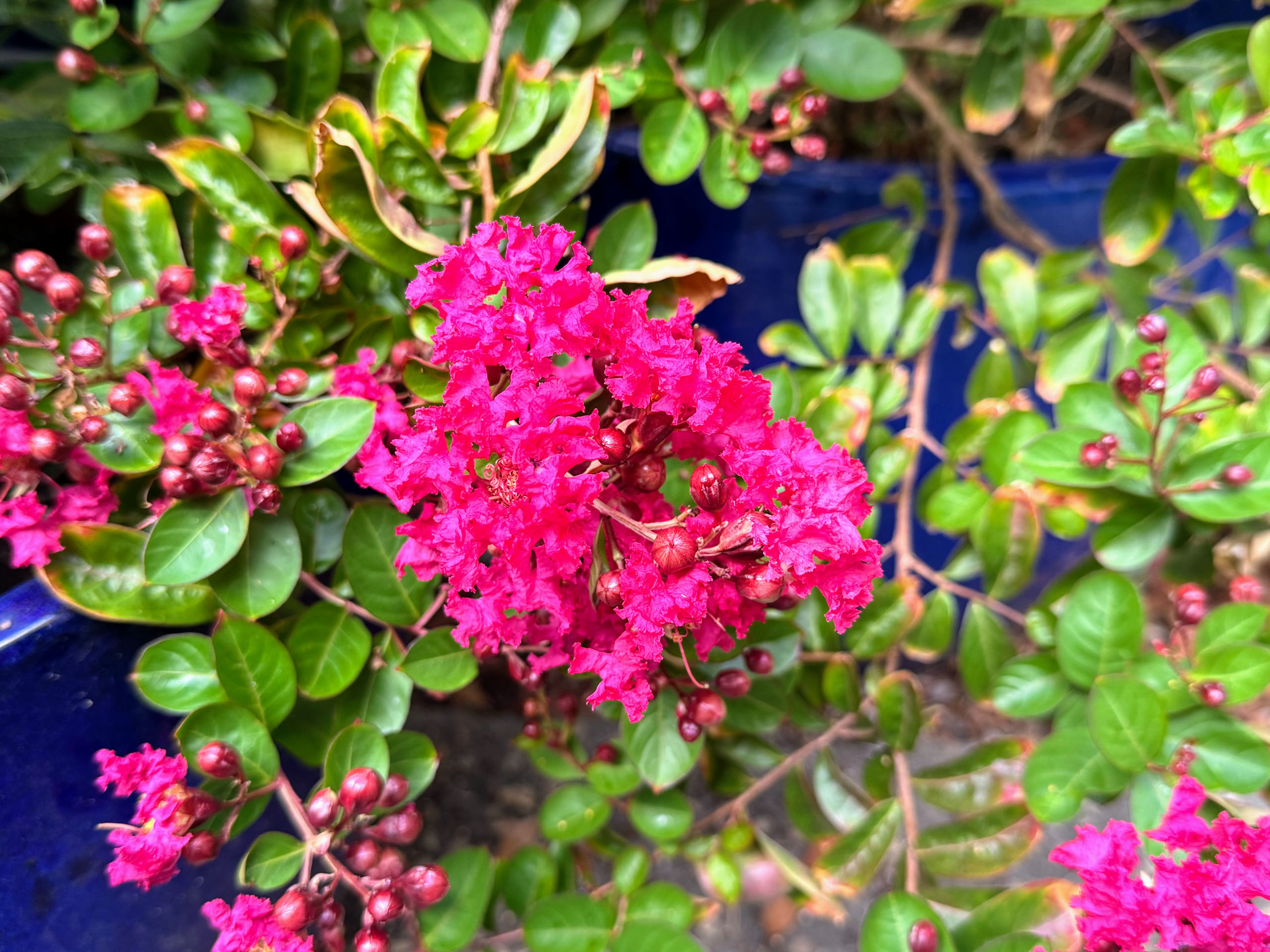 Crape Myrtle – Sunnyvale-Garden