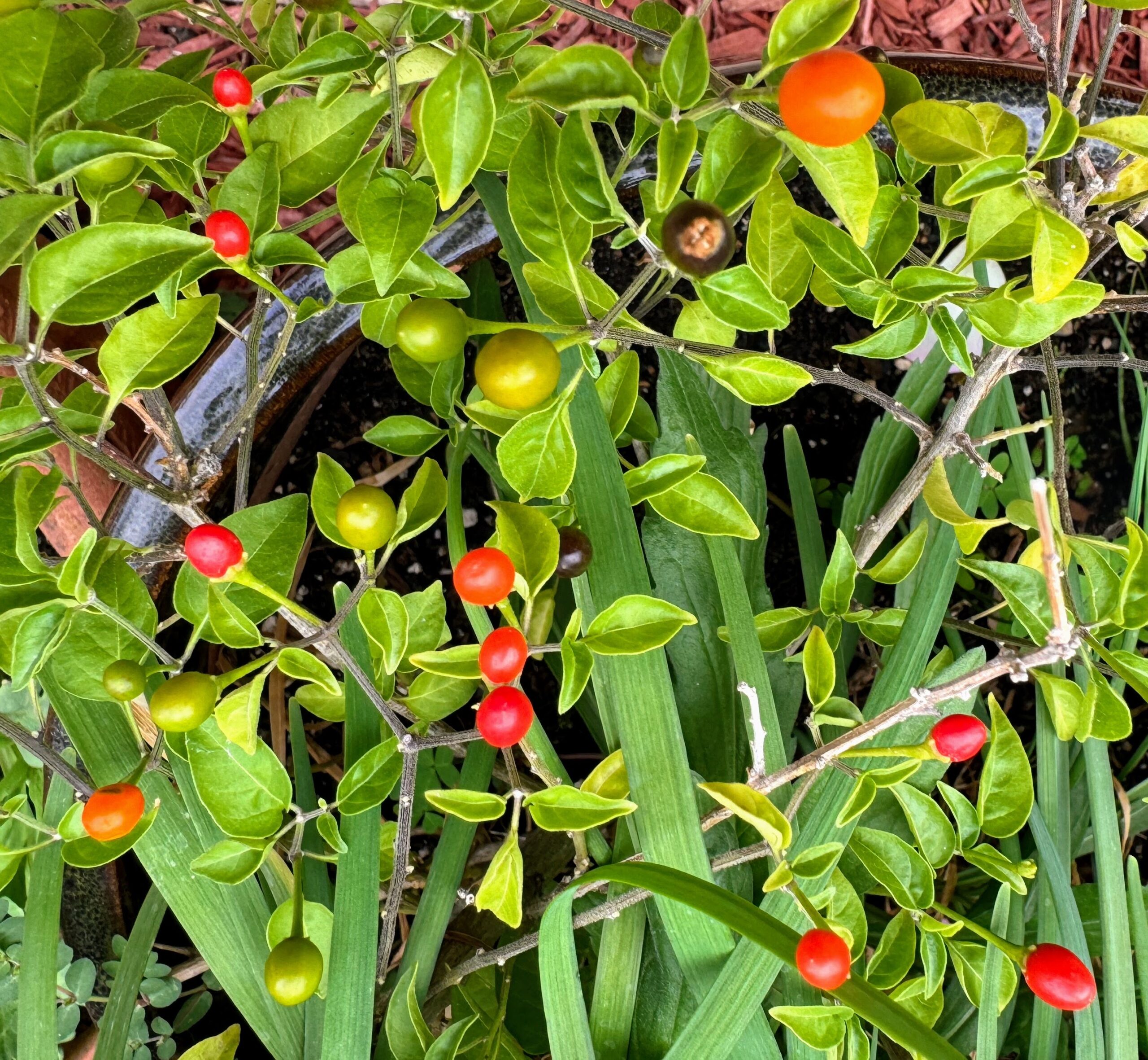 Chiltepin peppers – Sunnyvale-Garden