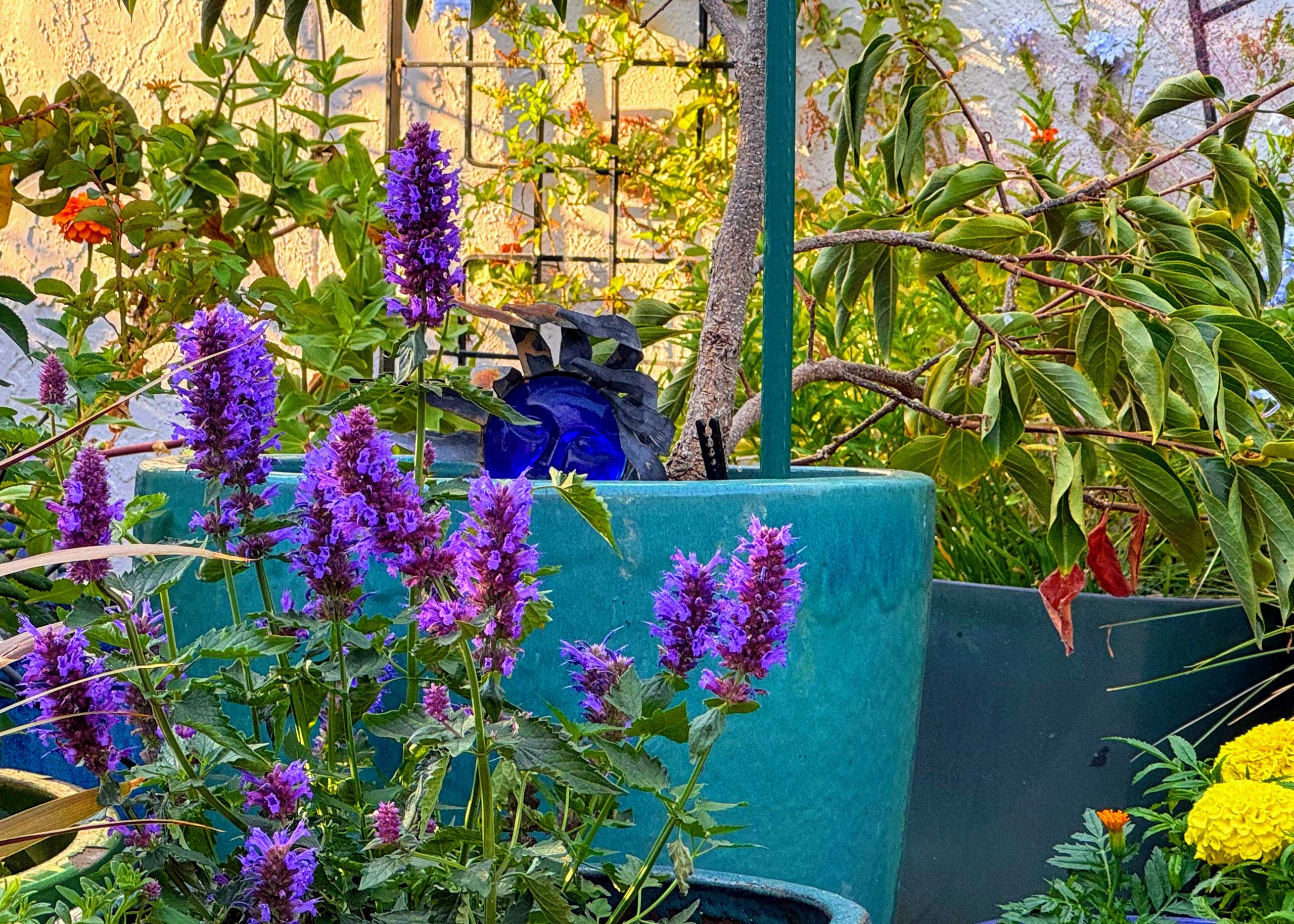 Agastache ‘Blue Boa’ – Sunnyvale-Garden