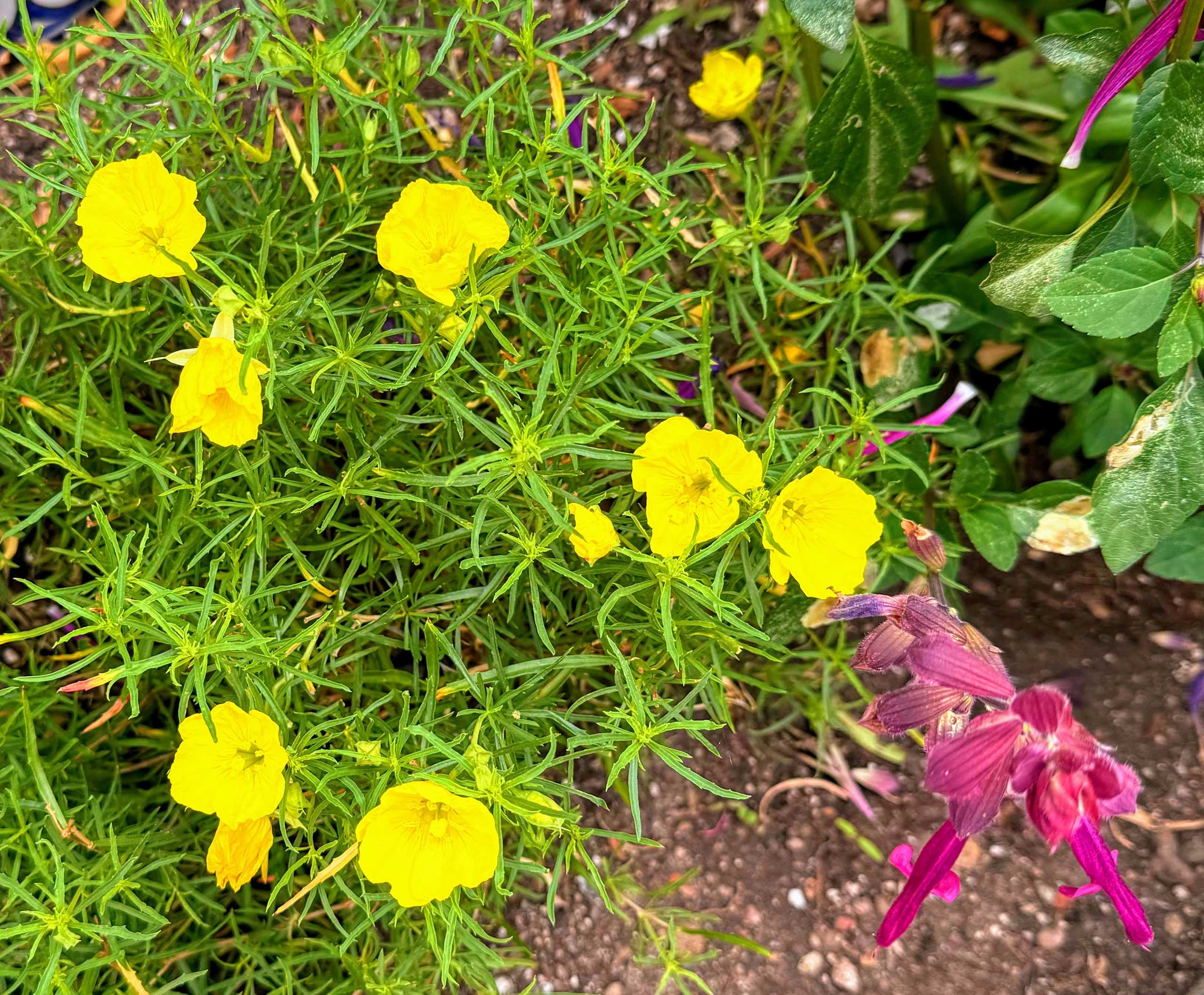 Sundrops – Sunnyvale-Garden