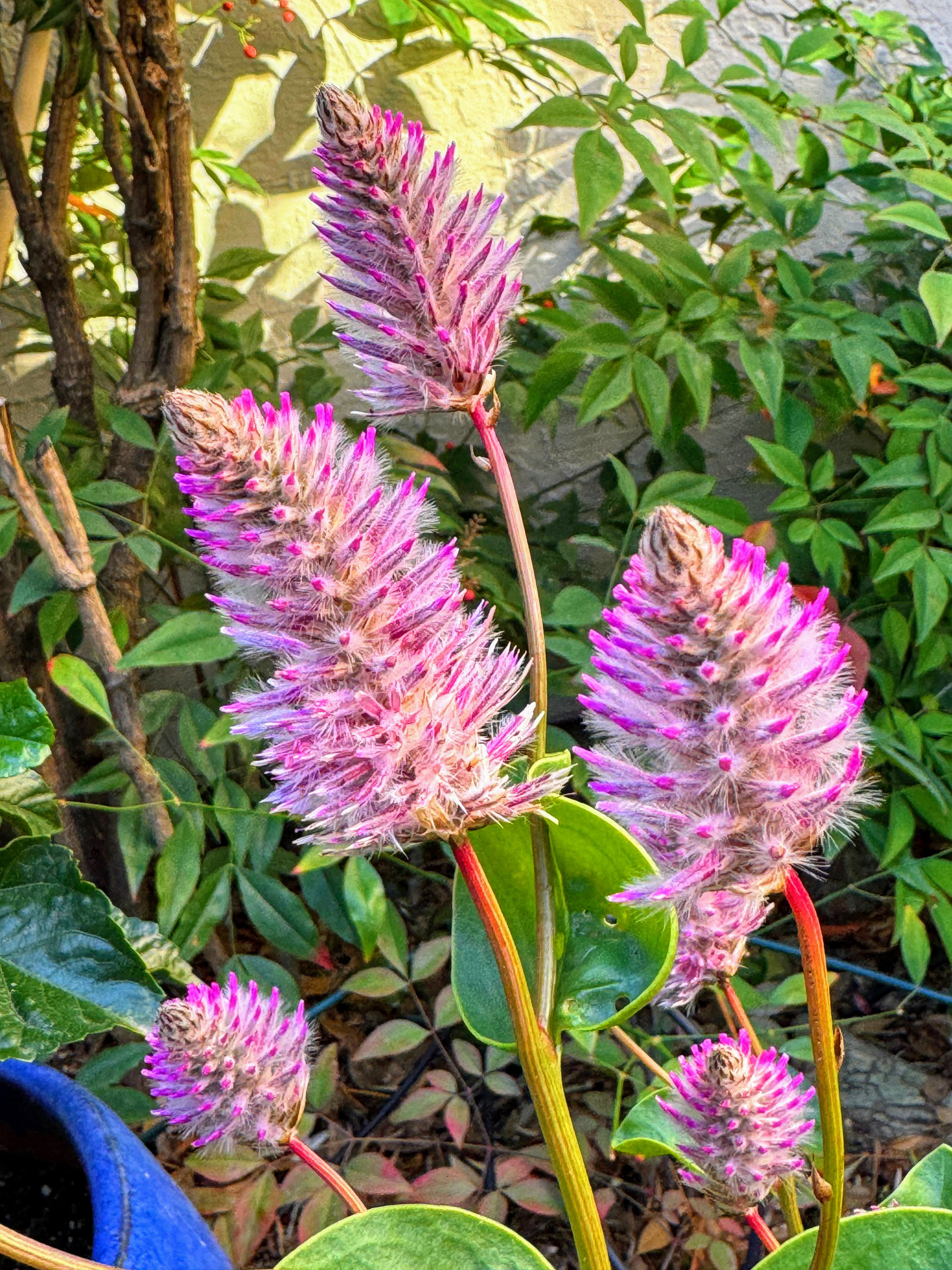 Ptilotus Joey – Sunnyvale-Garden