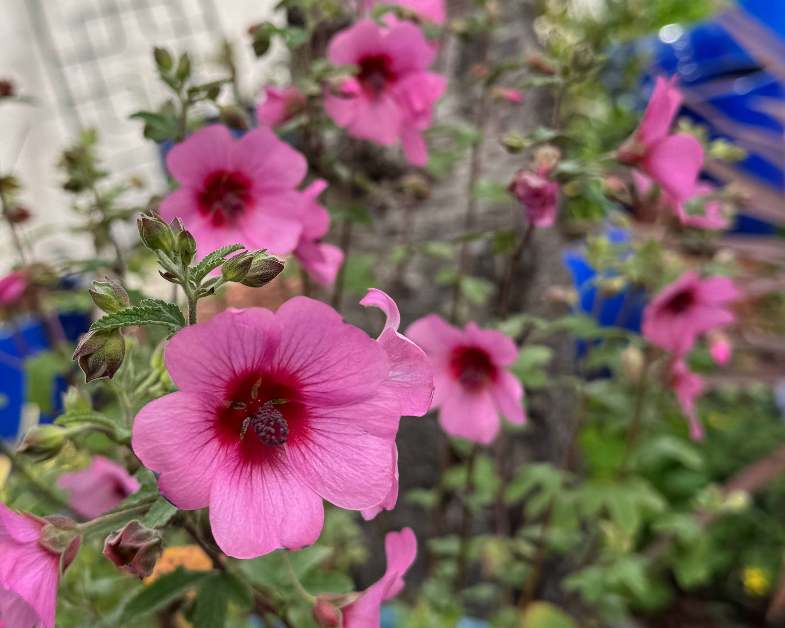 Cape Mallow – Strybing Beauty – Sunnyvale-Garden