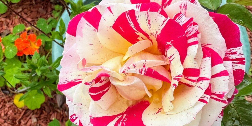 Neil Diamond Rose – Sunnyvale-Garden