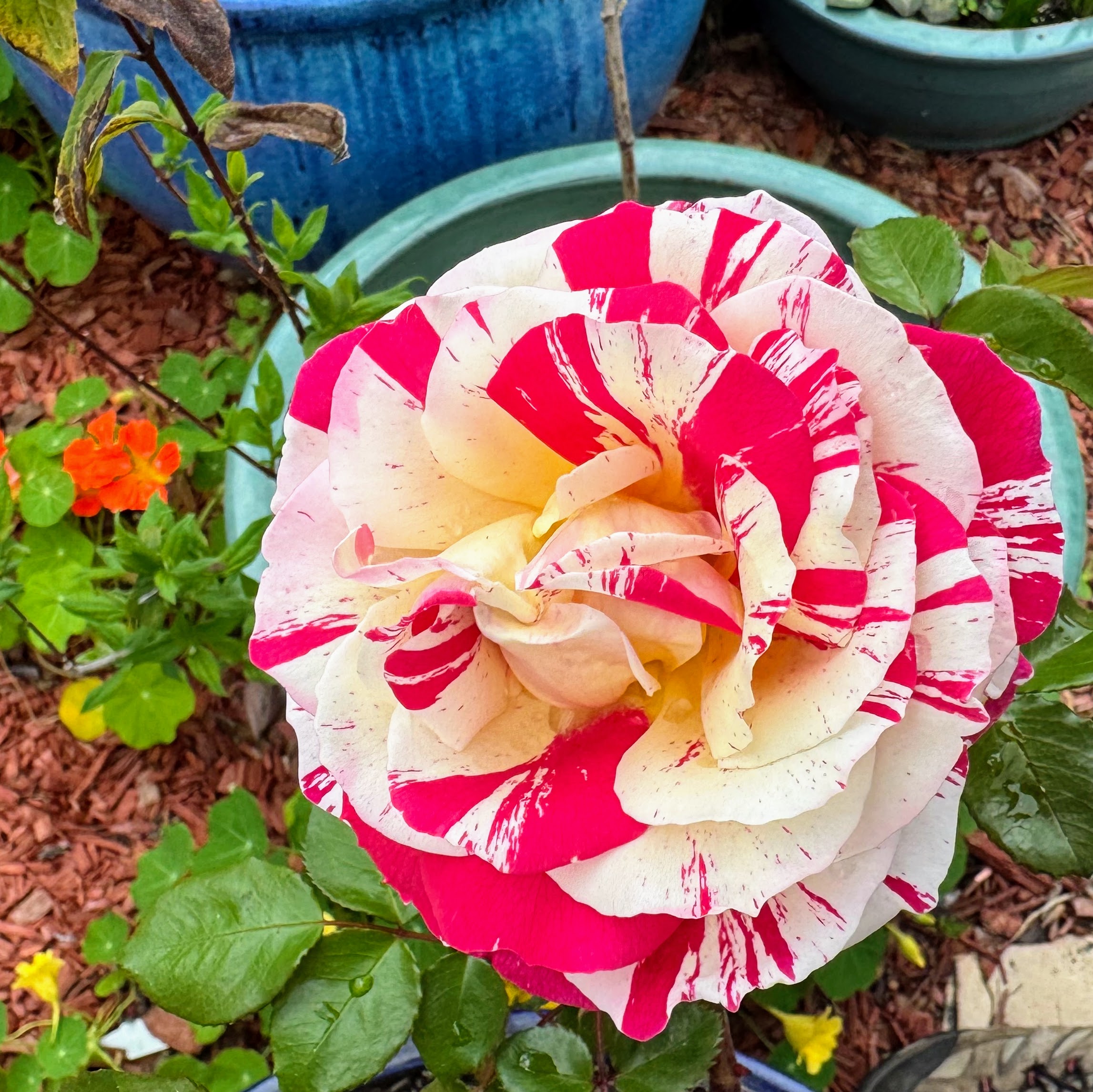 Neil Diamond Rose – Sunnyvale-Garden