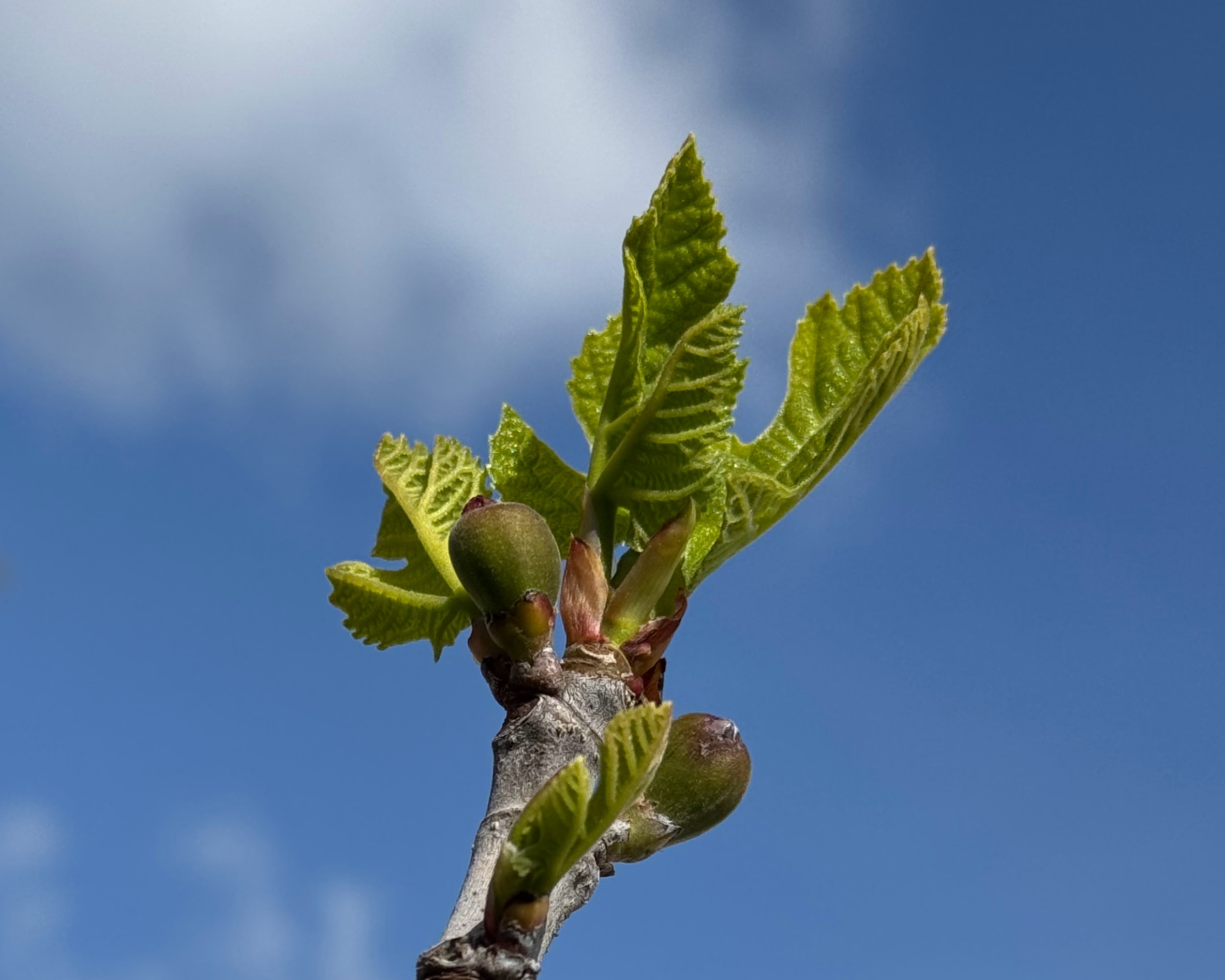 Breba Crop – Sunnyvale-Garden