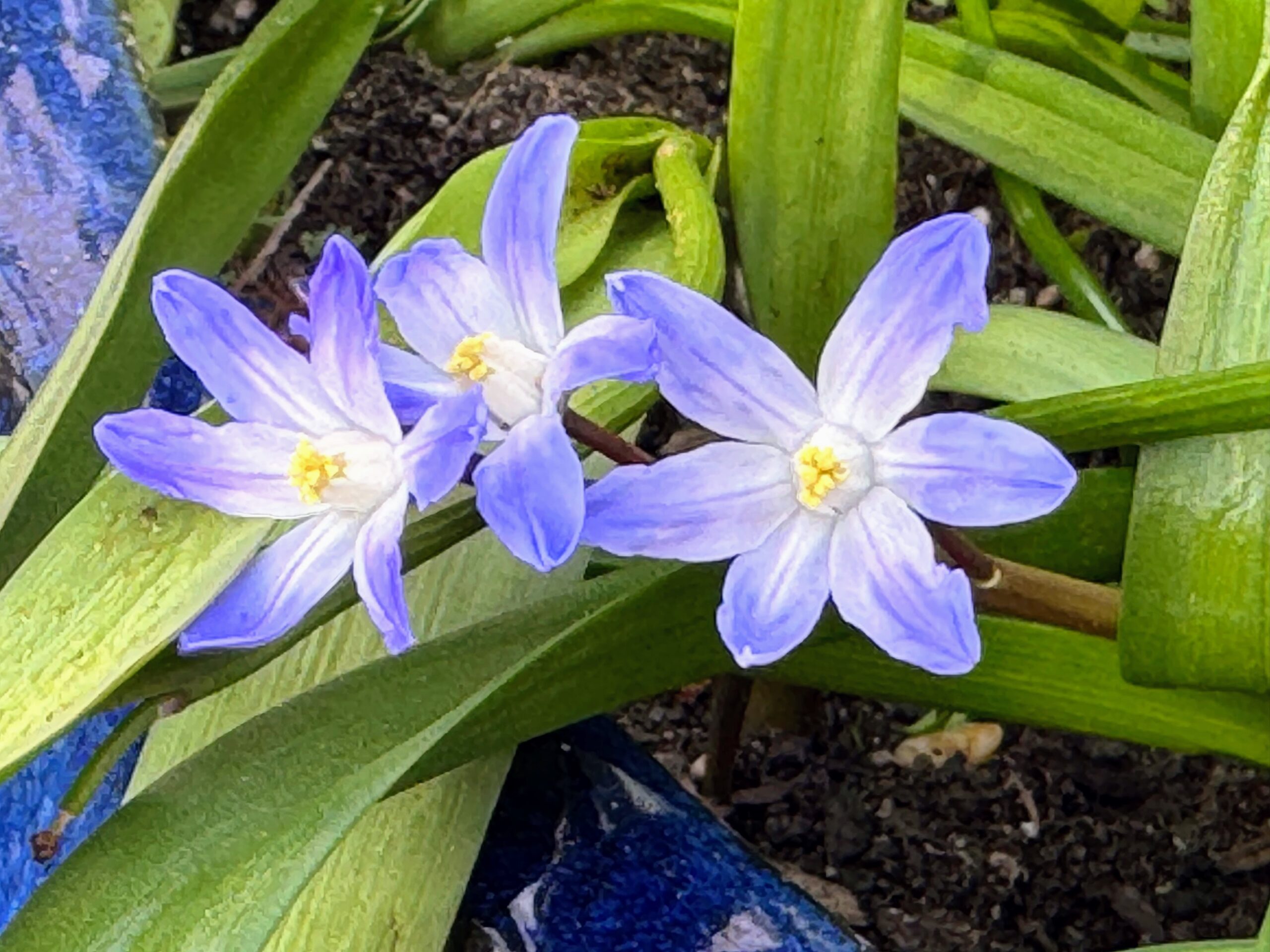 Chionodoxa – Sunnyvale-Garden