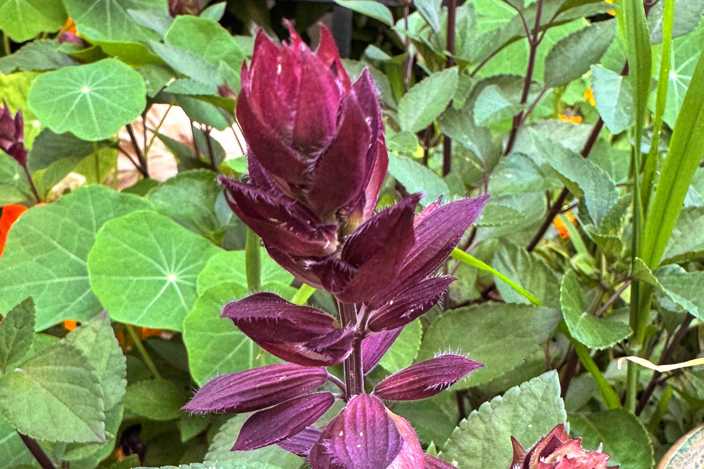 Salvia “Saucy Wine” – Sunnyvale-Garden